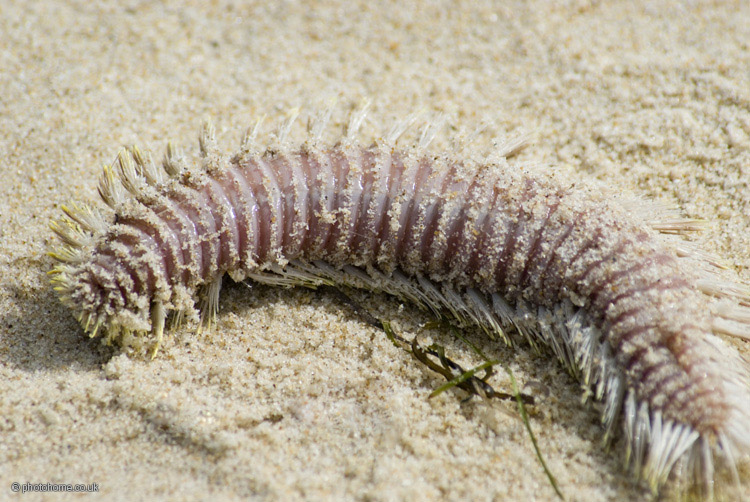 Photohome Australian Photoblog - Part 3